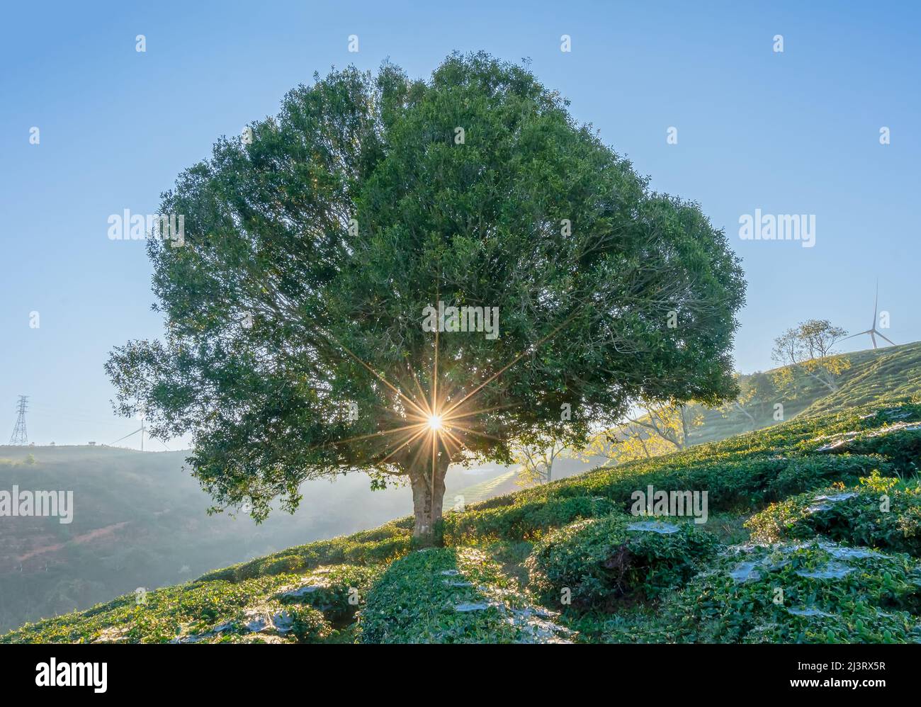 Morning landscape by the old tree when the sunlight penetrates through ...