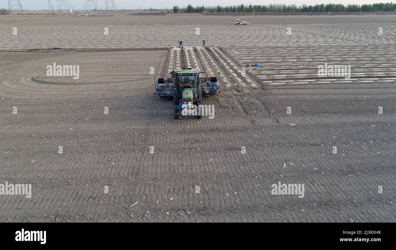 HAMI, CHINA - APRIL 9, 2022 - Aerial photo of cotton planting by ...