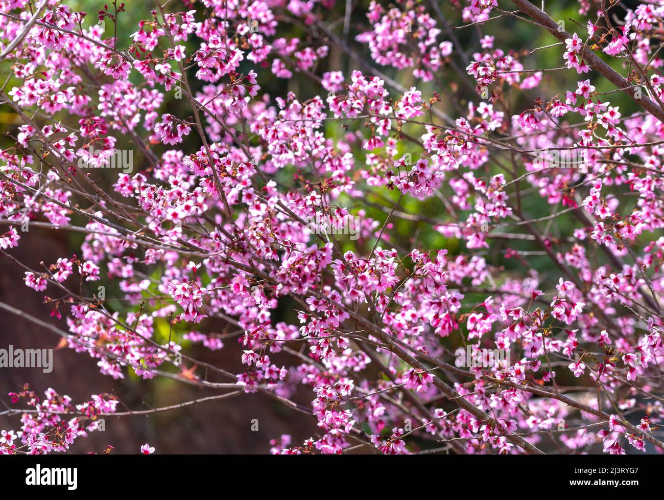 Cherry apricot branch blooms brilliantly on a spring morning with a ...