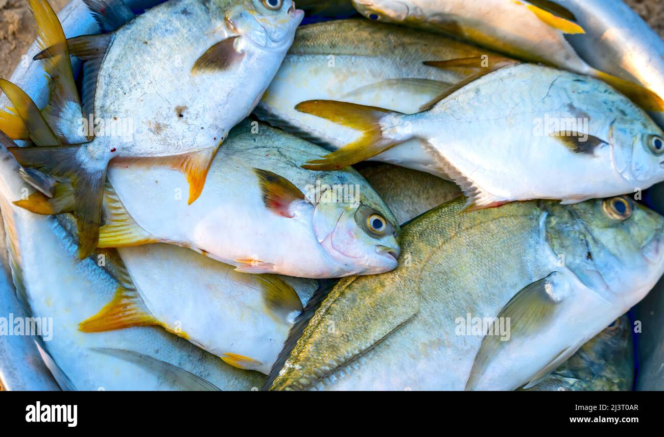 Freshly caught Butterfish for sale at a fresh seafood market in a ...
