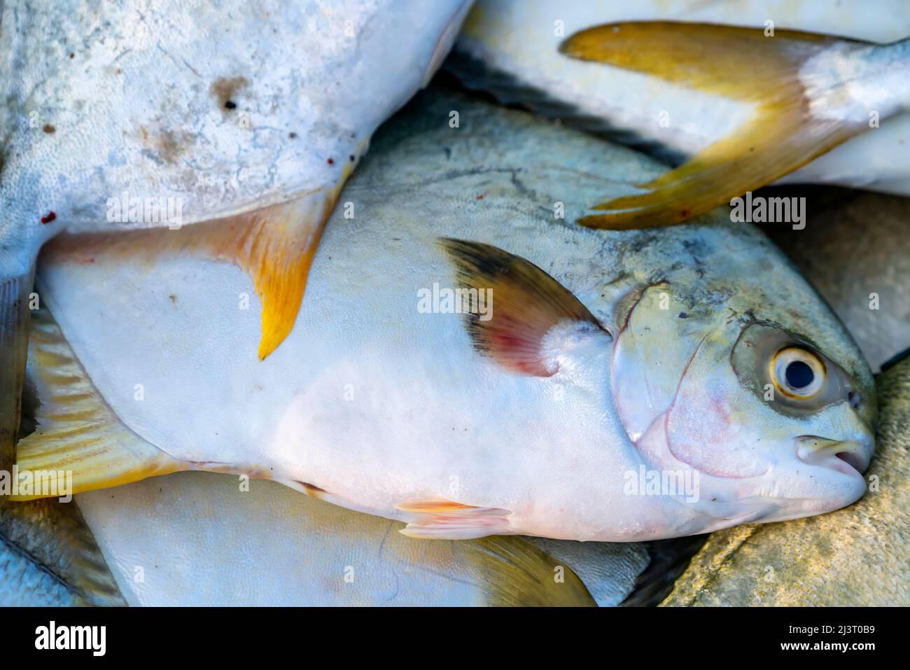 Freshly caught Butterfish for sale at a fresh seafood market in a ...