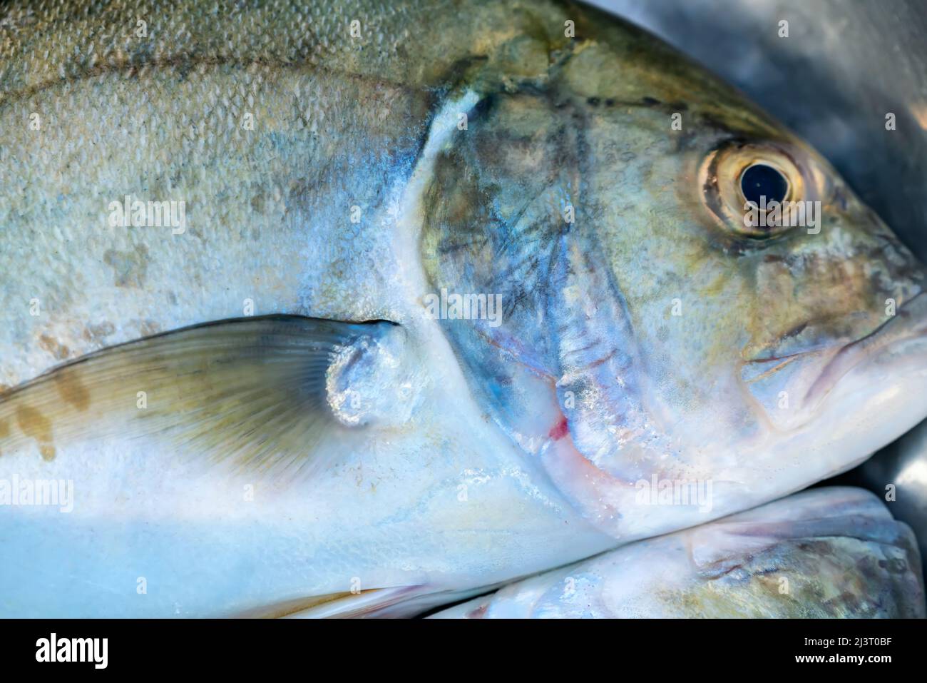 Freshly caught Butterfish for sale at a fresh seafood market in a ...