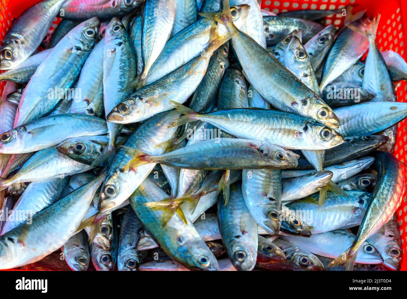 Freshly caught mackerel fish for sale at a fresh seafood market in a ...