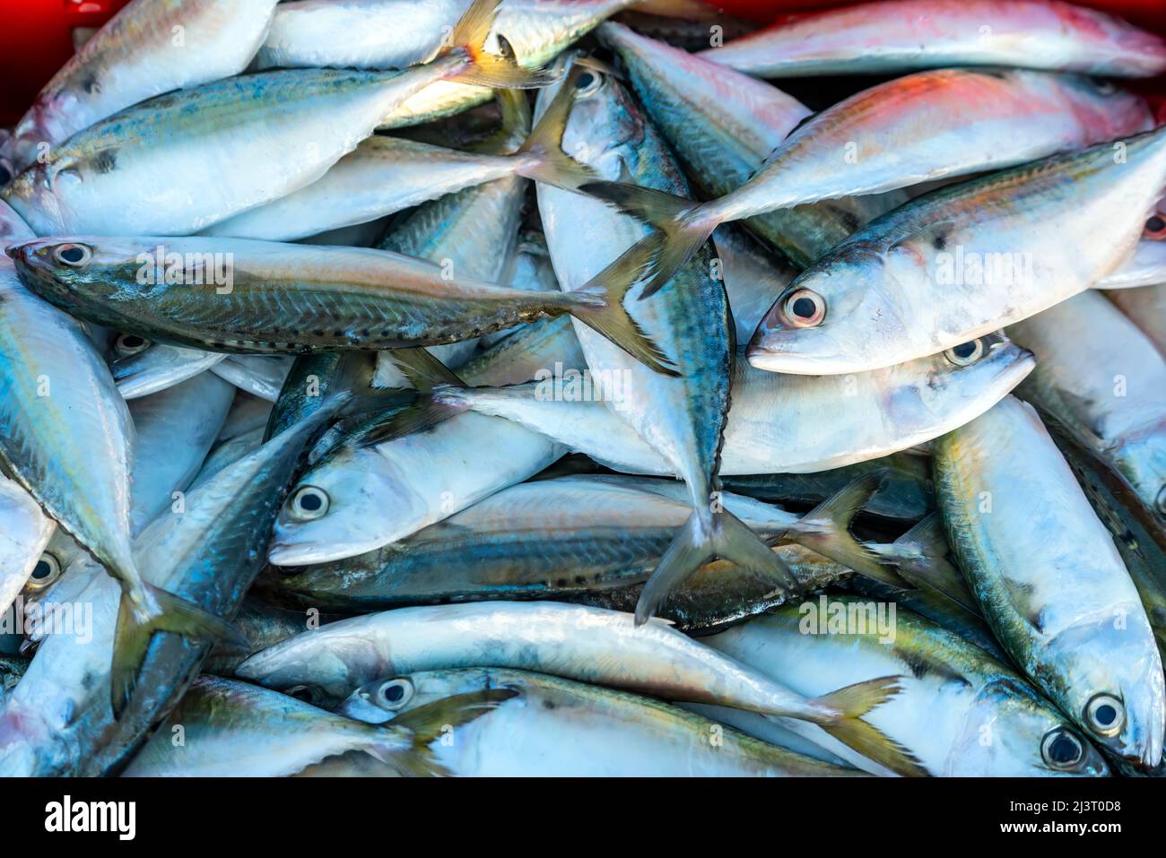 Freshly caught mackerel fish for sale at a fresh seafood market in a ...