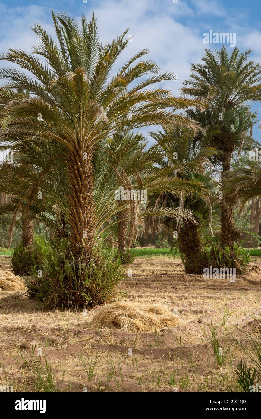Moroccan date farm hi-res stock photography and images - Alamy