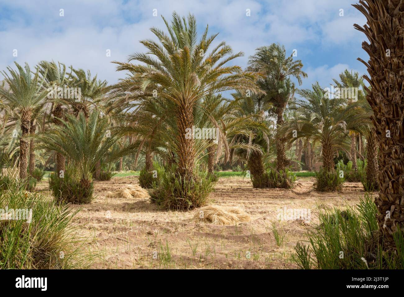 Moroccan date farm hi-res stock photography and images - Alamy