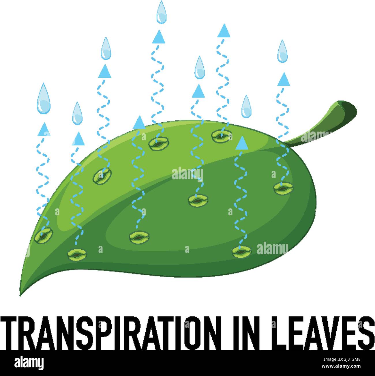 Transpiration experiment Stock Vector Images - Alamy