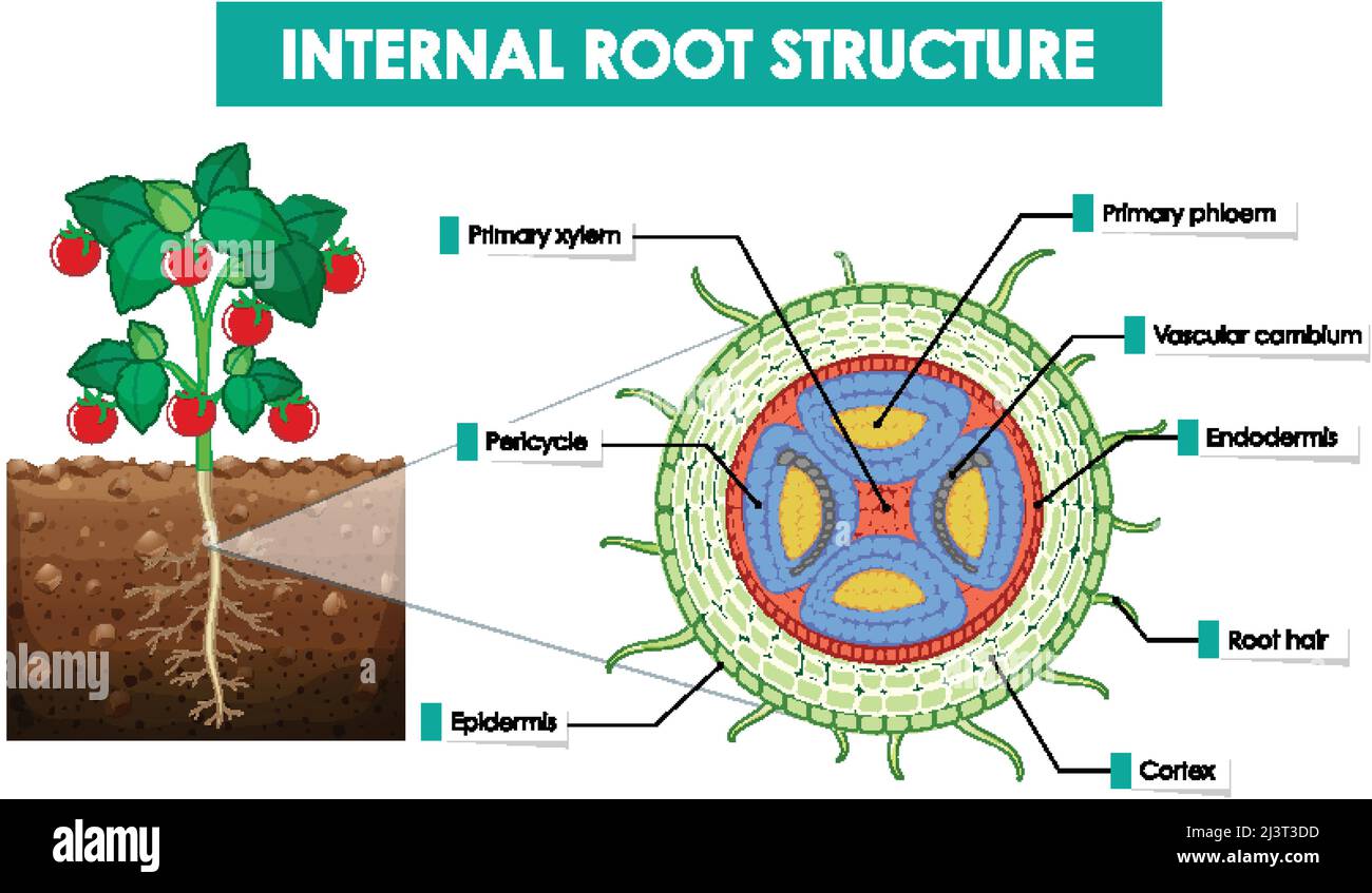 Diagram showing internal root structure illustration Stock Vector Image ...