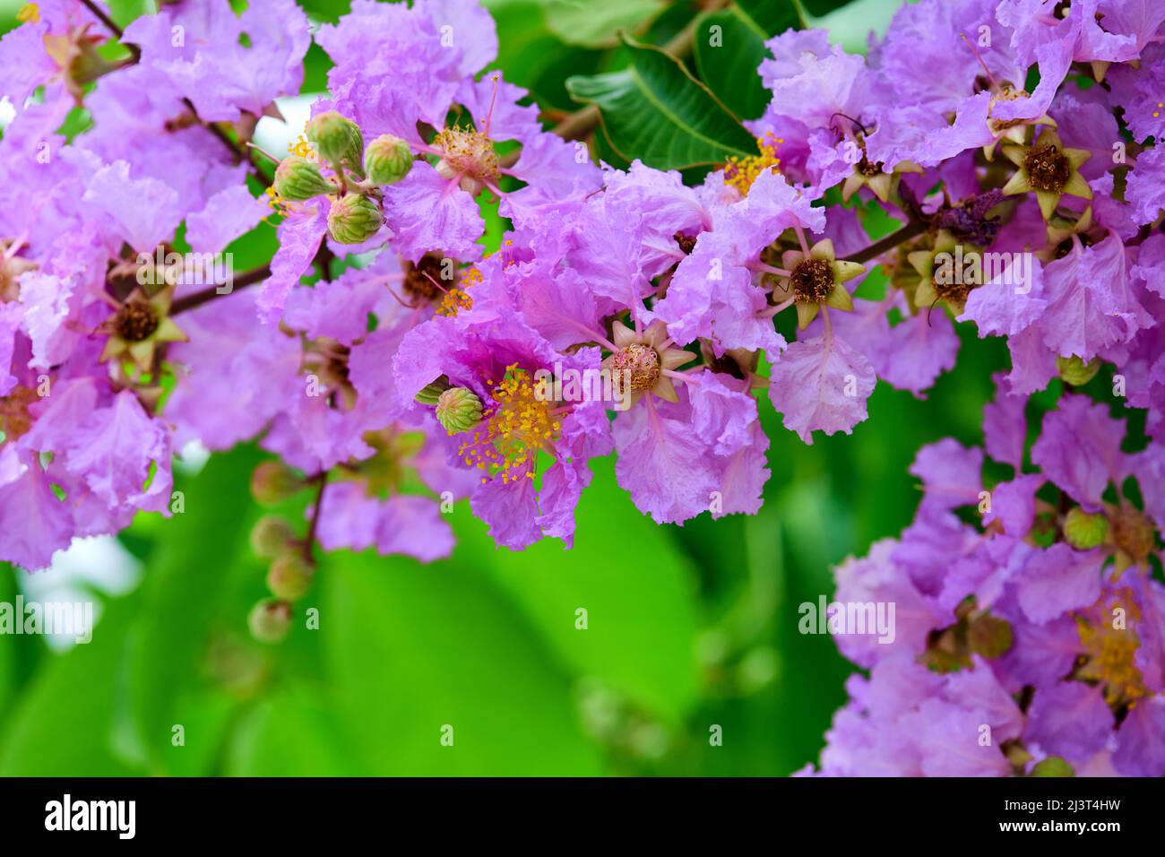 Close-up bunch of purple lagerstroemia hybrid flower bloom on tree ...