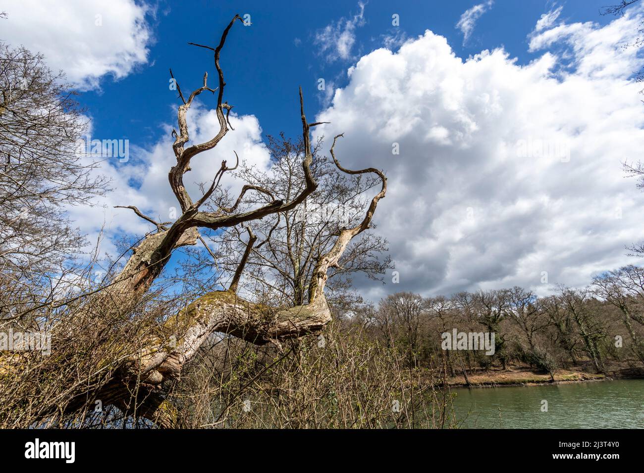 Spring day at Cannop Ponds Forest of Dean, Gloucestershire. UK Stock ...