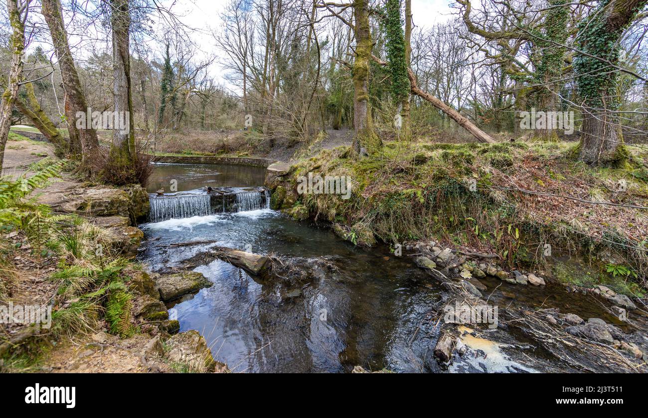 Spring day at Cannop Ponds Forest of Dean, Gloucestershire. UK Stock ...