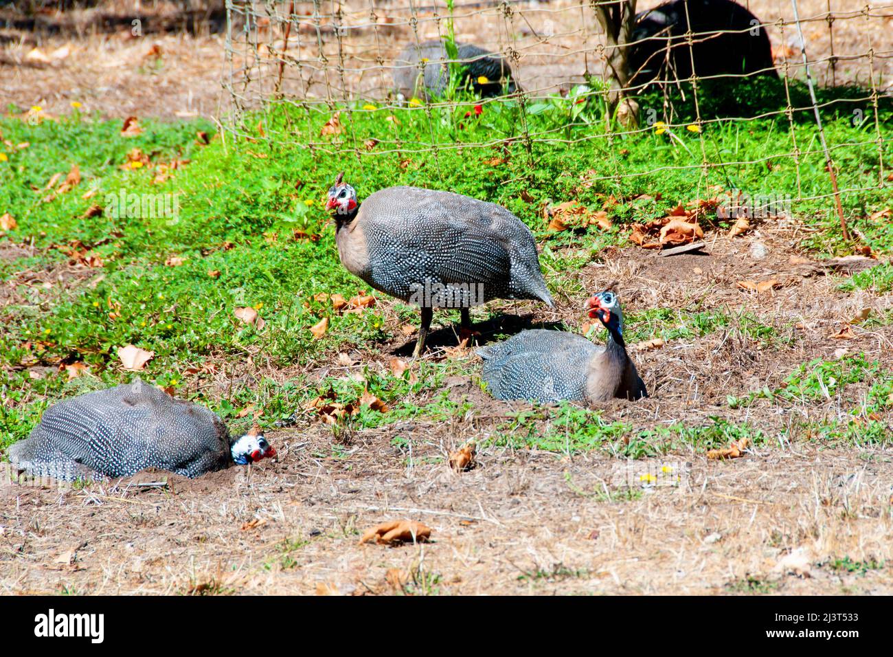 Free range animals hi-res stock photography and images - Alamy