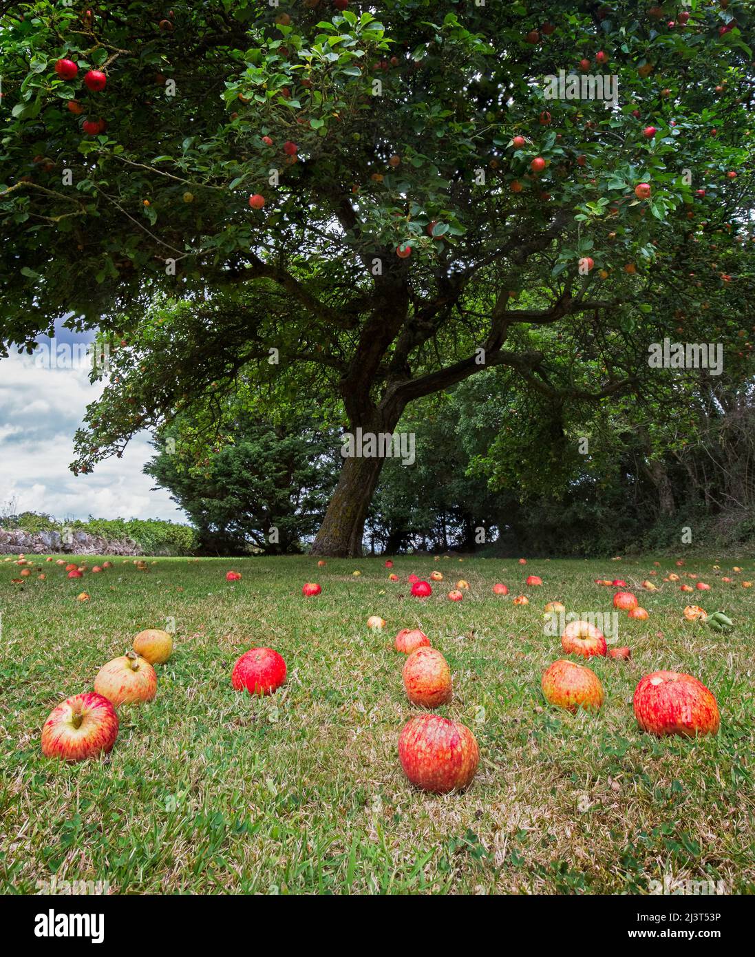 Apples fallen under apple hi-res stock photography and images - Alamy