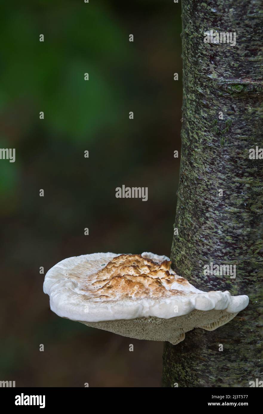 Tree bracket fungus hi-res stock photography and images - Alamy