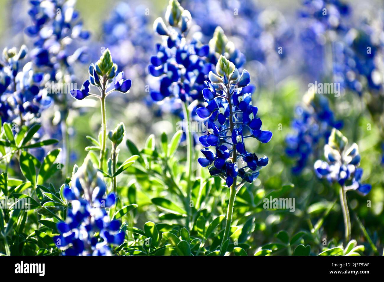 Bluebonnet leaves hi-res stock photography and images - Alamy