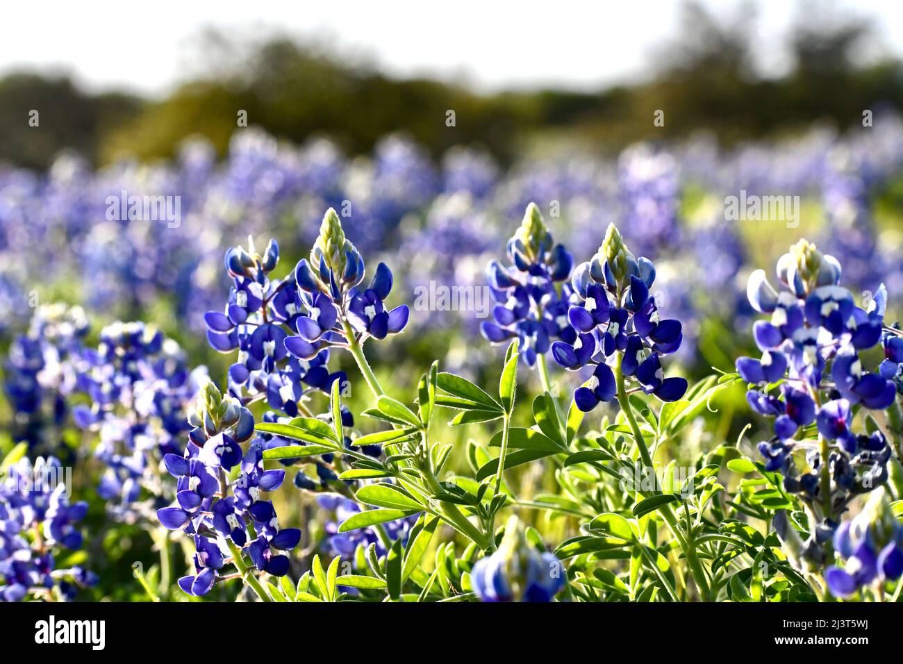Texas bluebonnet lupinus texensis leaves hi-res stock photography and ...