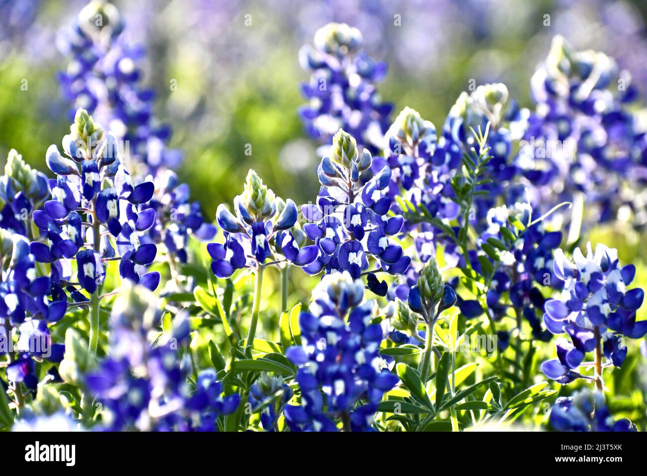 Texas bluebonnet lupinus texensis leaves hi-res stock photography and ...
