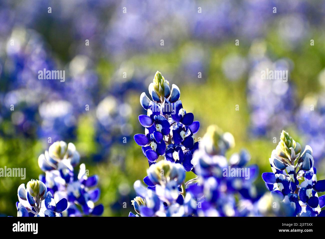 Texas bluebonnet lupinus texensis leaves hi-res stock photography and ...