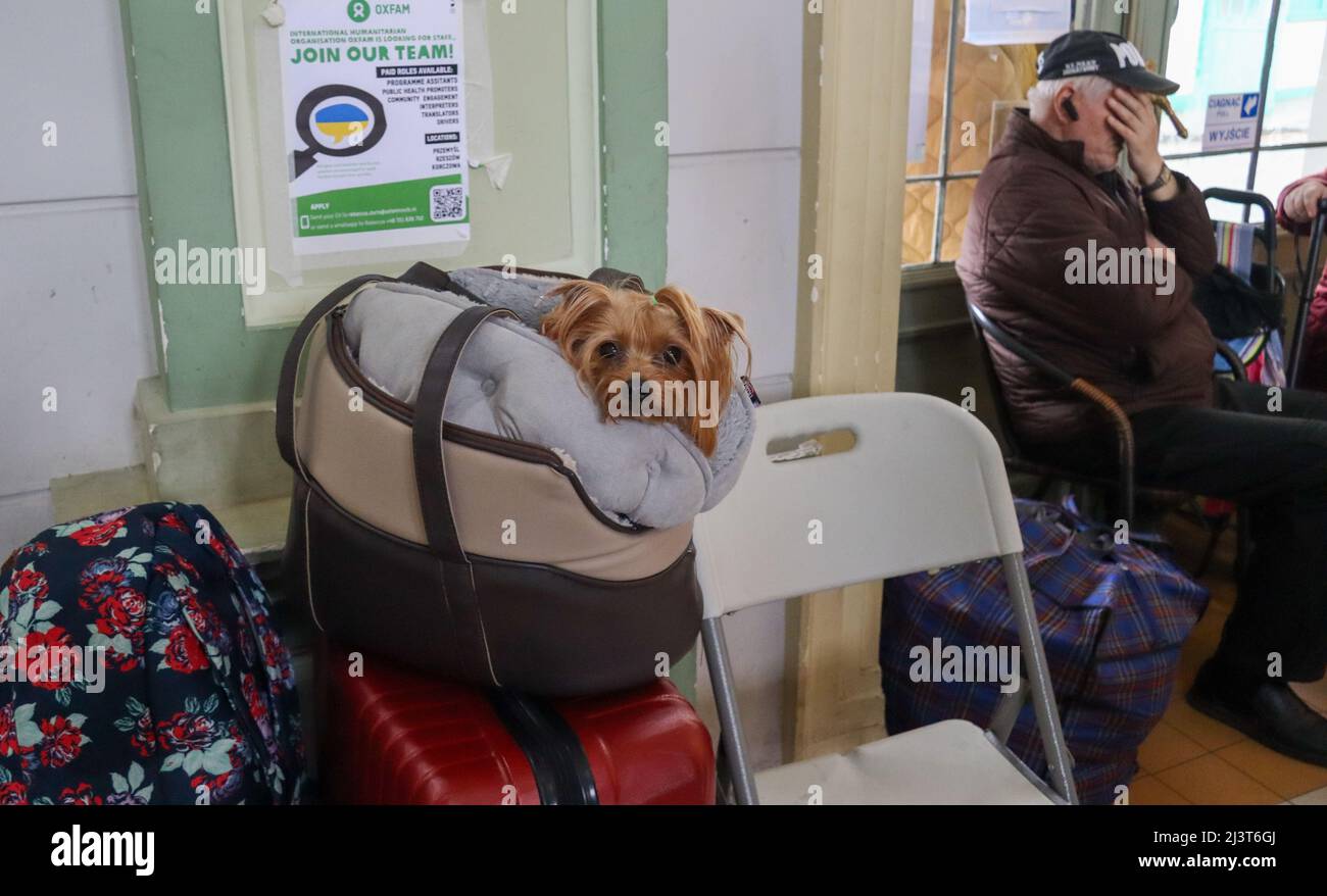 Przemysl, Poland. 8th Apr, 2022. A refugee Dog and man covering his ...