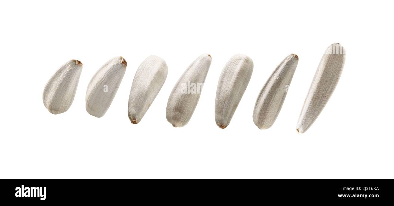 A set of white sunflower seeds. Isolated on a white background Stock ...