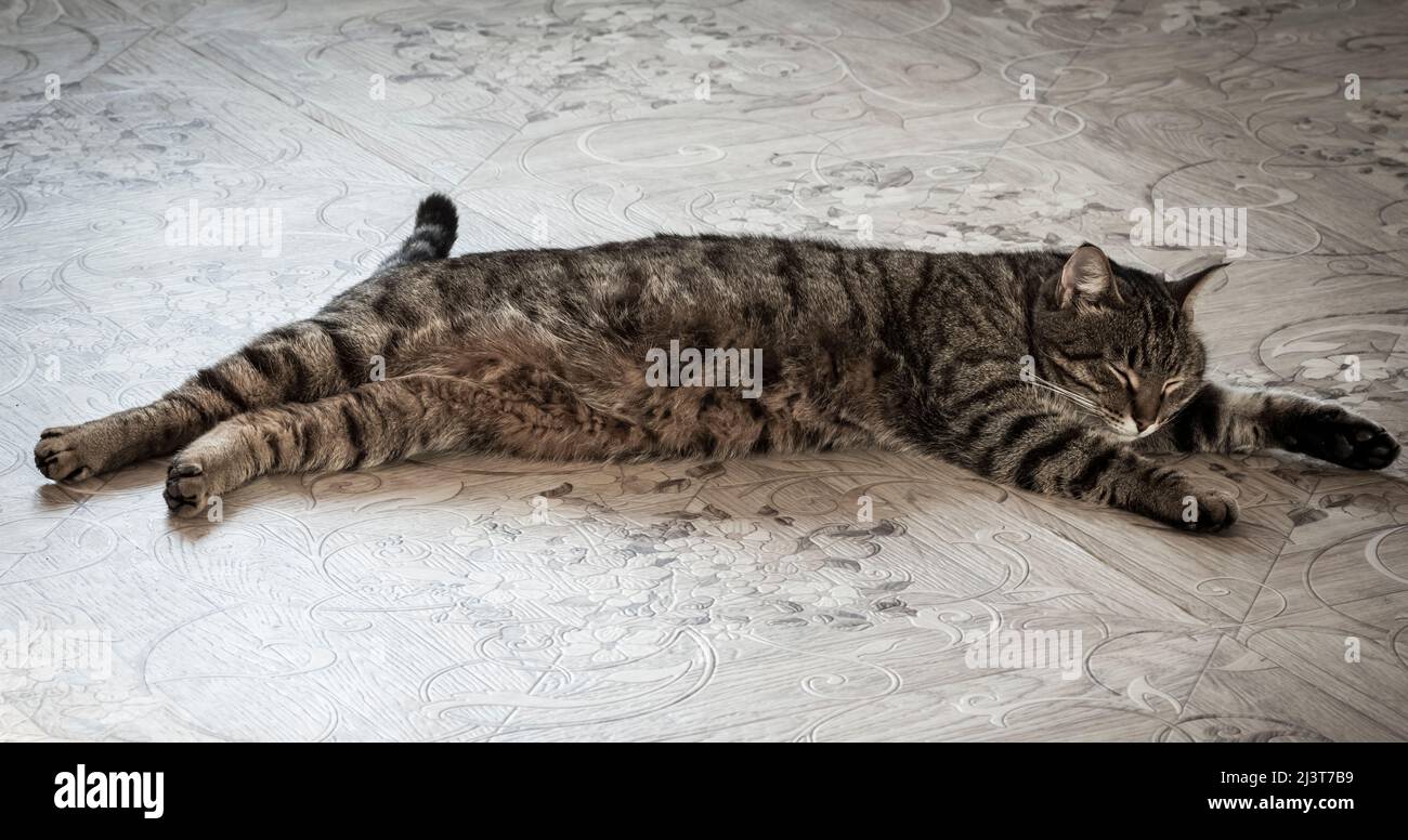The cat is stretched out and sleeping on the floor Stock Photo - Alamy