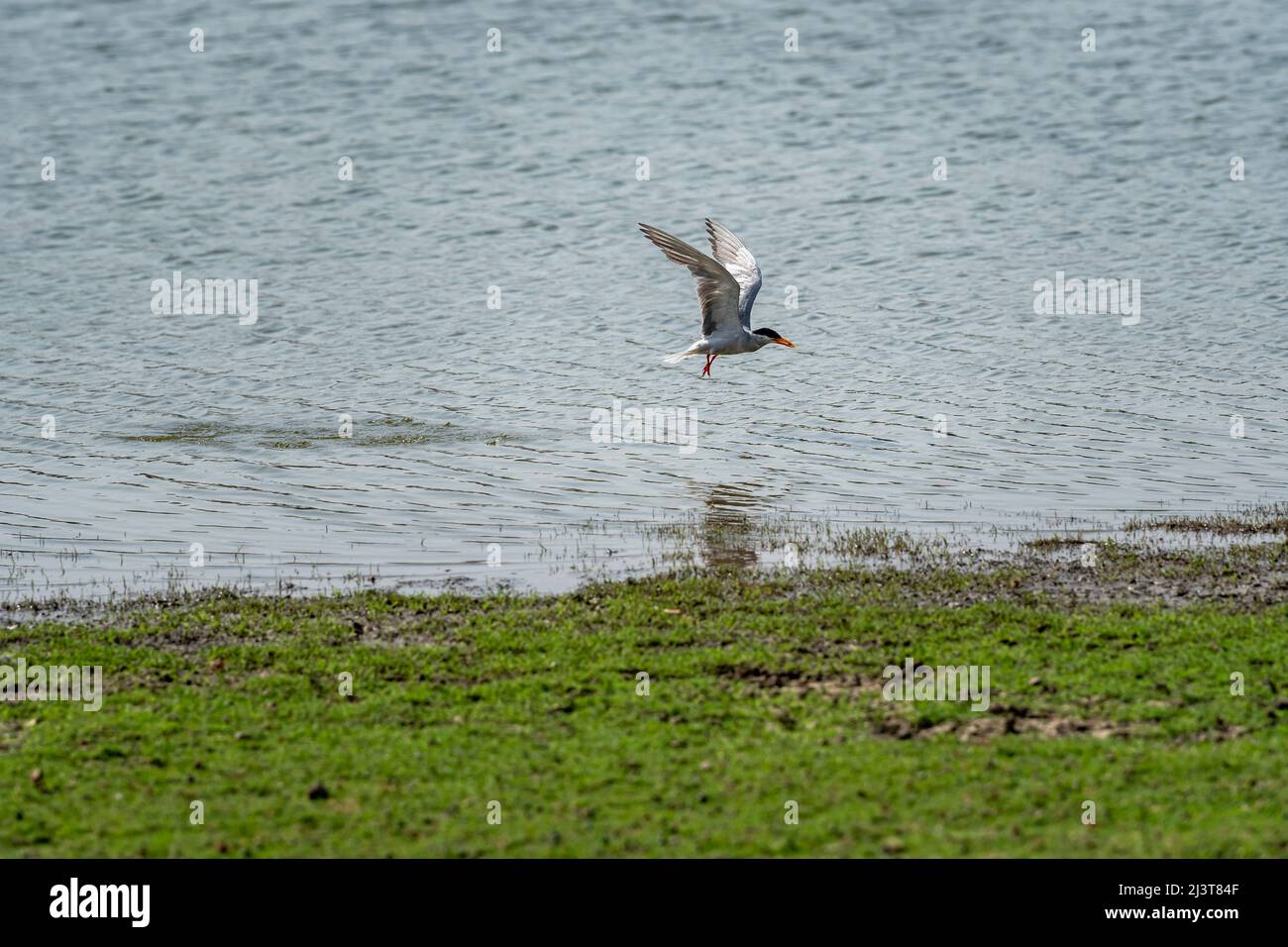 River tern or Sterna aurantia bird flying or hovering over river water ...