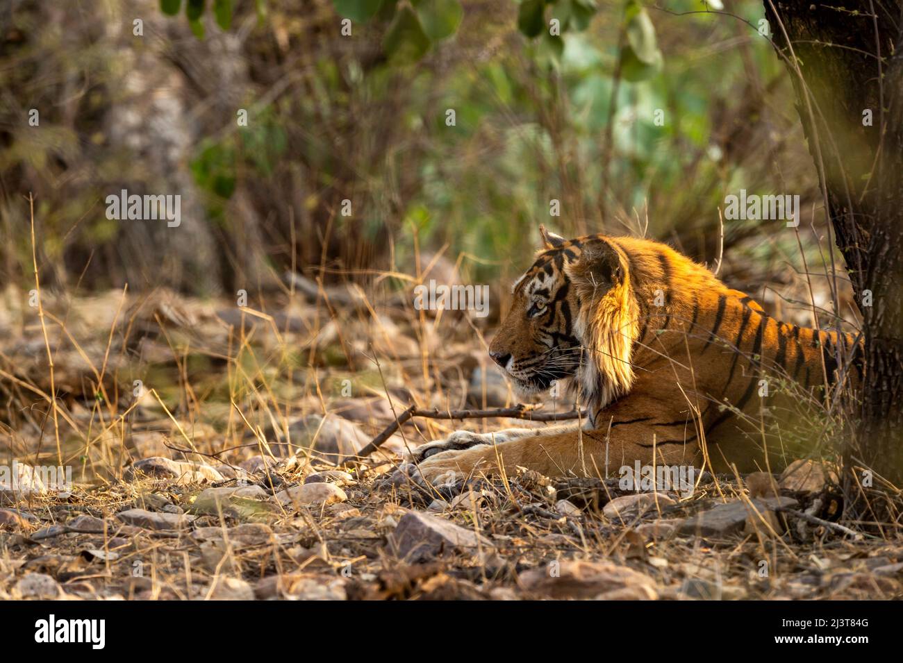 wild adult male bengal tiger or panthera tigris solitary animal side ...