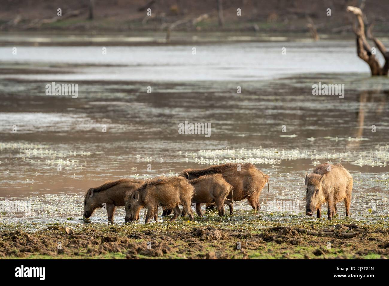 Indian boar or Andamanese or Moupin pig or wild boar family or group ...