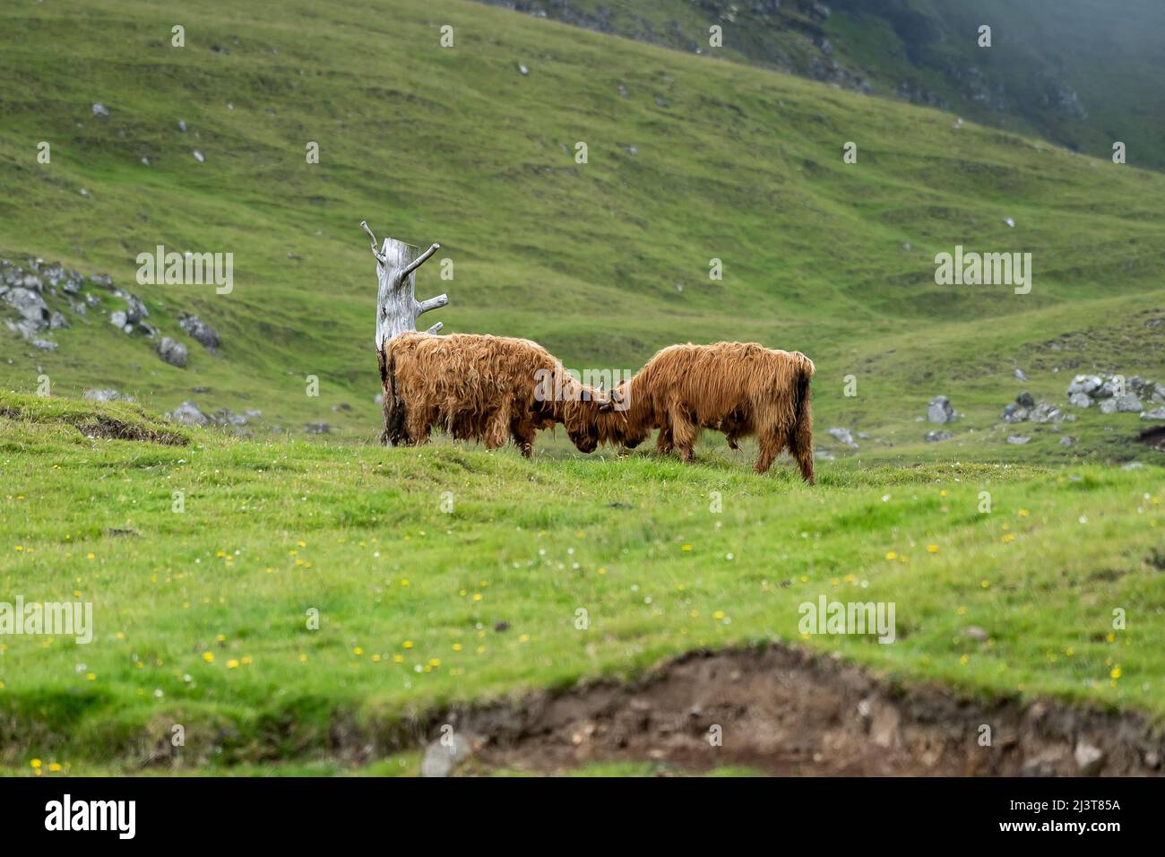 Hairy cow faroe island hi-res stock photography and images - Alamy