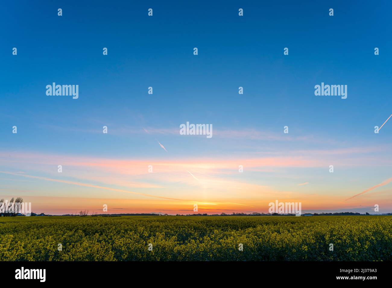 The dawn sky with some scattered layers of thin cloud, cirrostratus, over a field of yellow ...