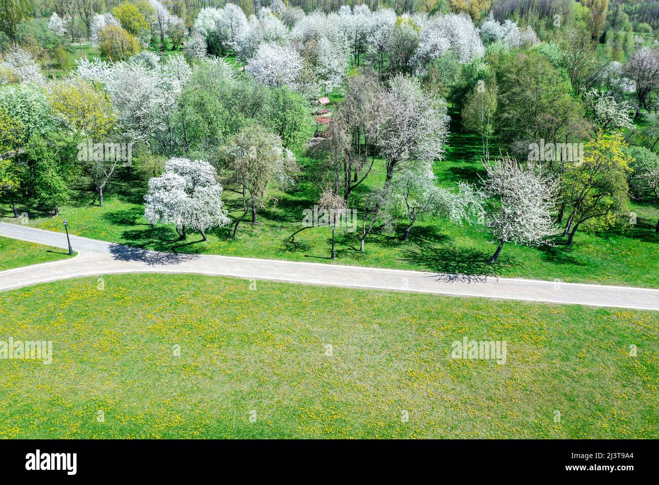 Spring landscape blossoming apple tree hi-res stock photography and ...