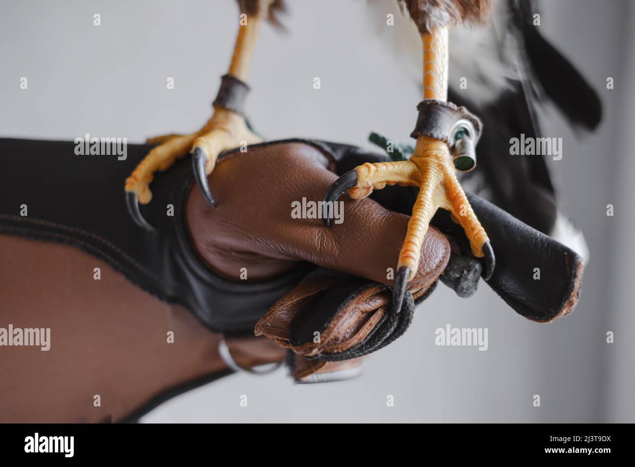 Claws bird close up hi-res stock photography and images - Alamy