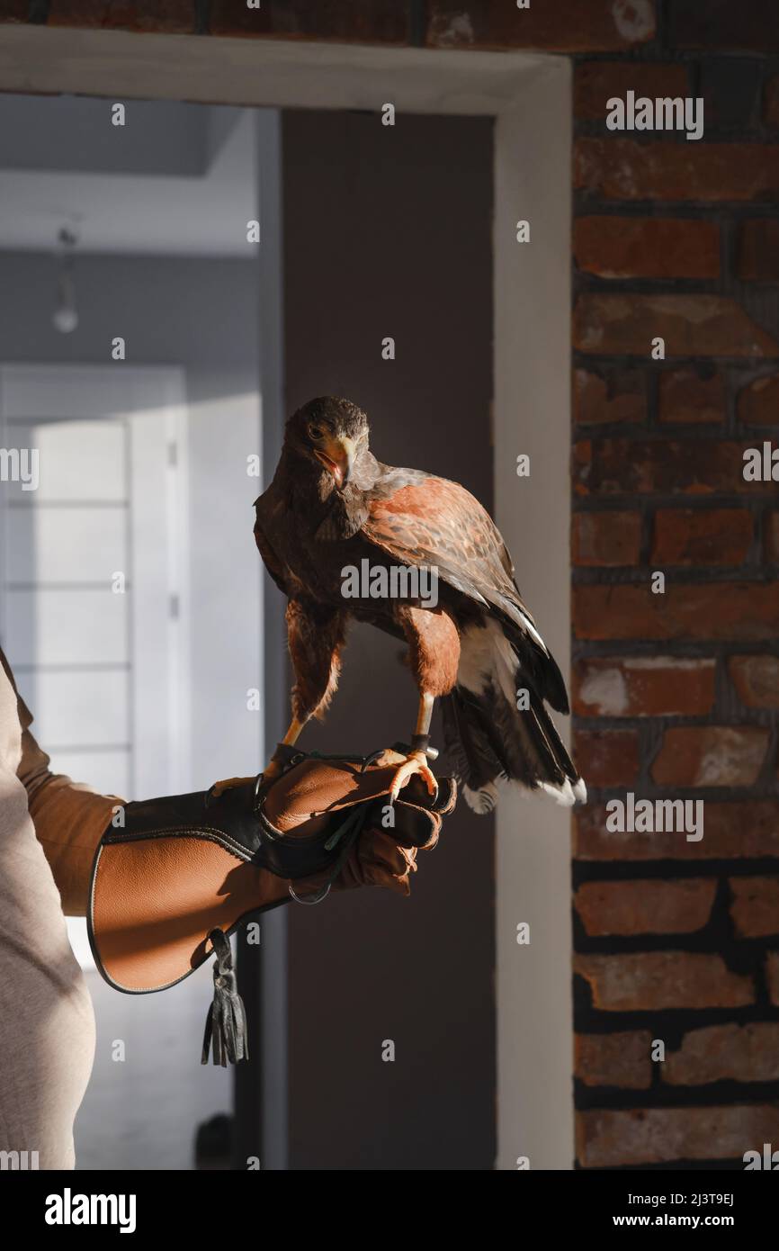 Buzzard eagle over the wall on the hand in glove. Closeup portrait ...