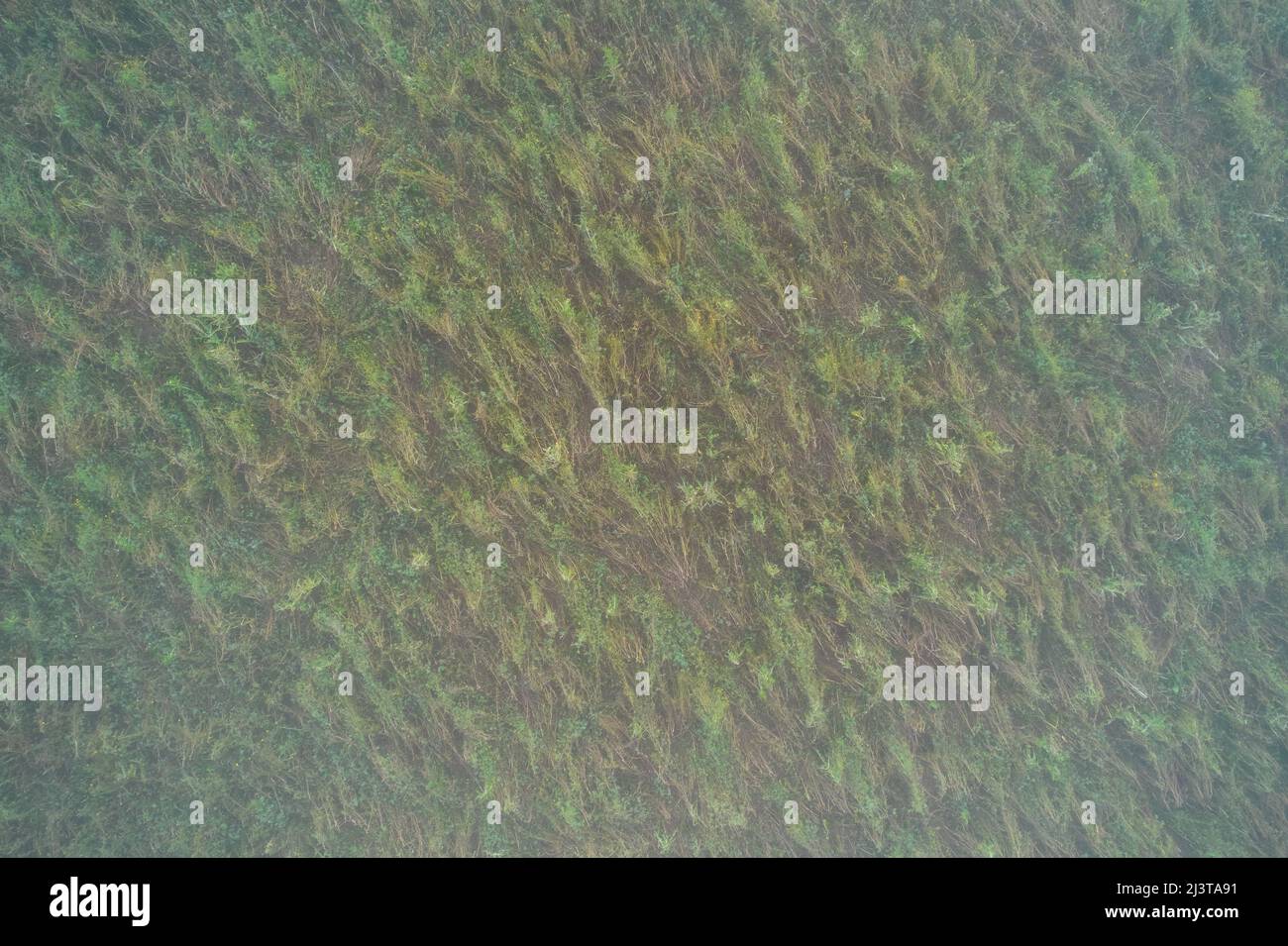 Destroyed wild flower field in fog. Shot from the air directly from ...