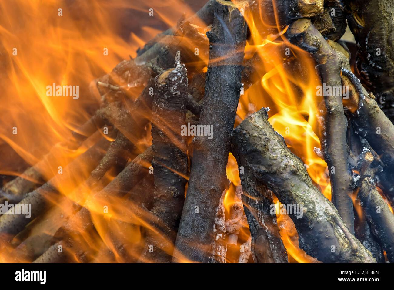 Big flame flutters in wind. Bonfire made of branches of fruit trees ...
