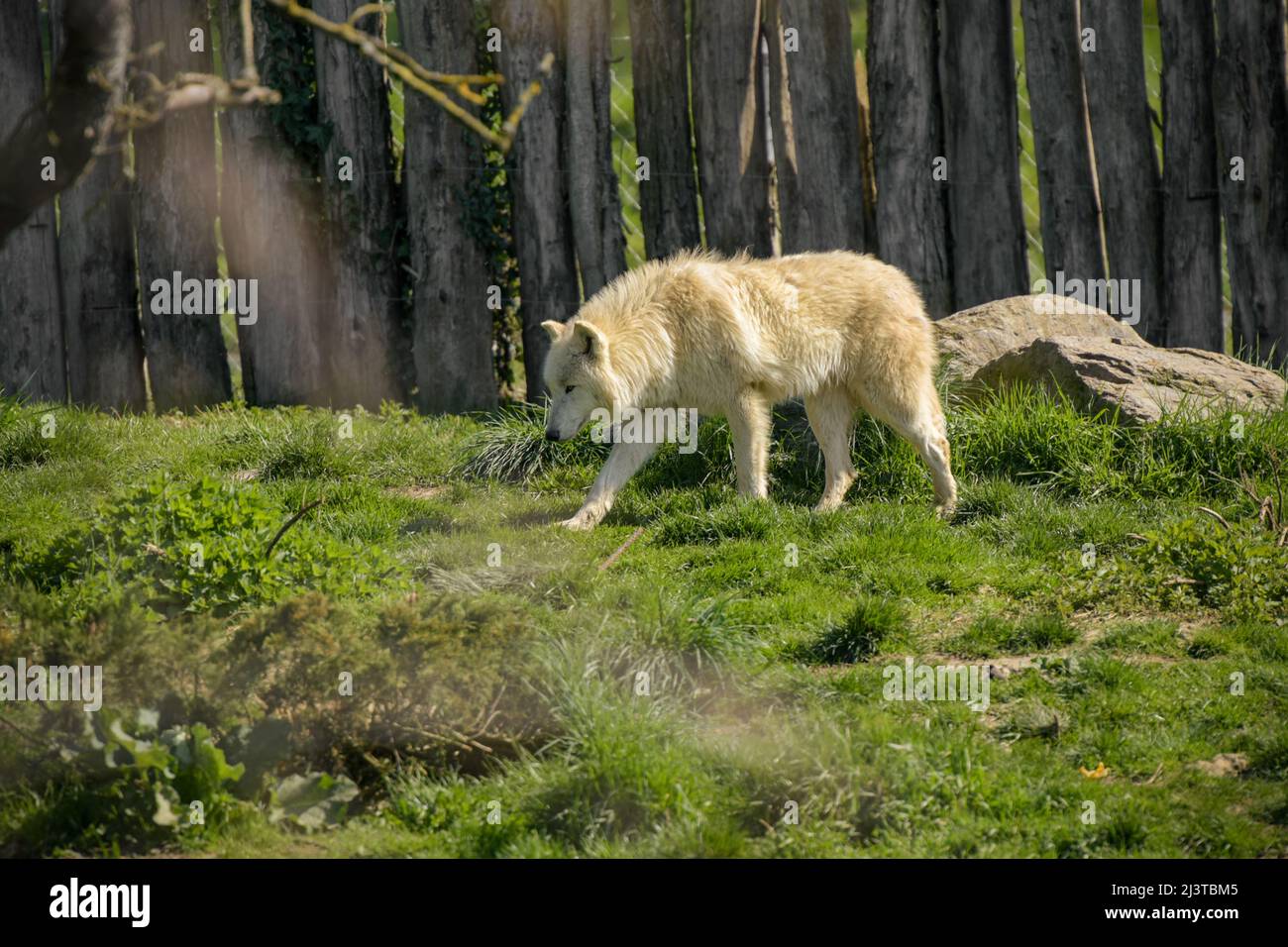 view of an arctic wolf in a park in France Stock Photo - Alamy