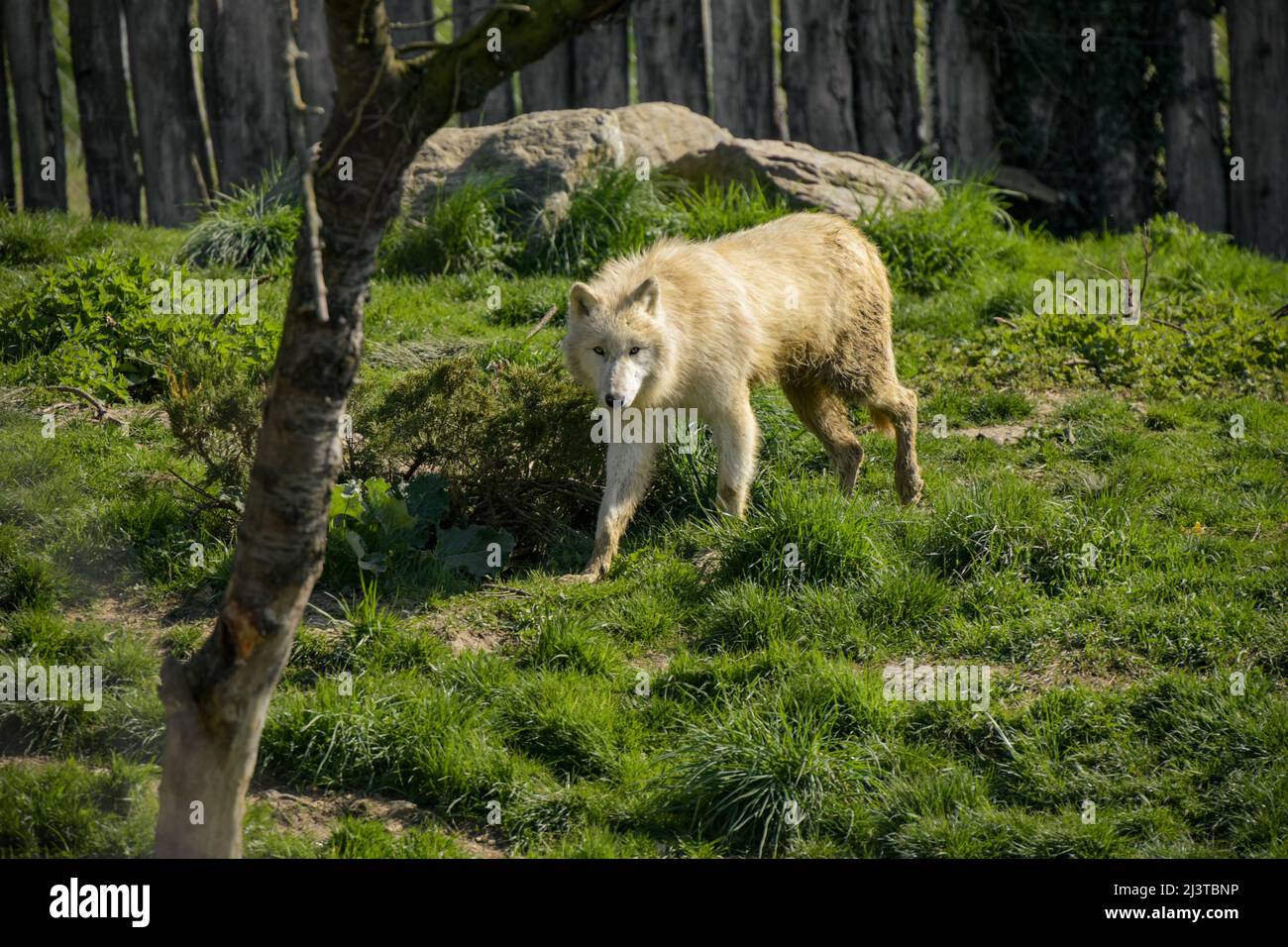 view of an arctic wolf in a park in France Stock Photo - Alamy