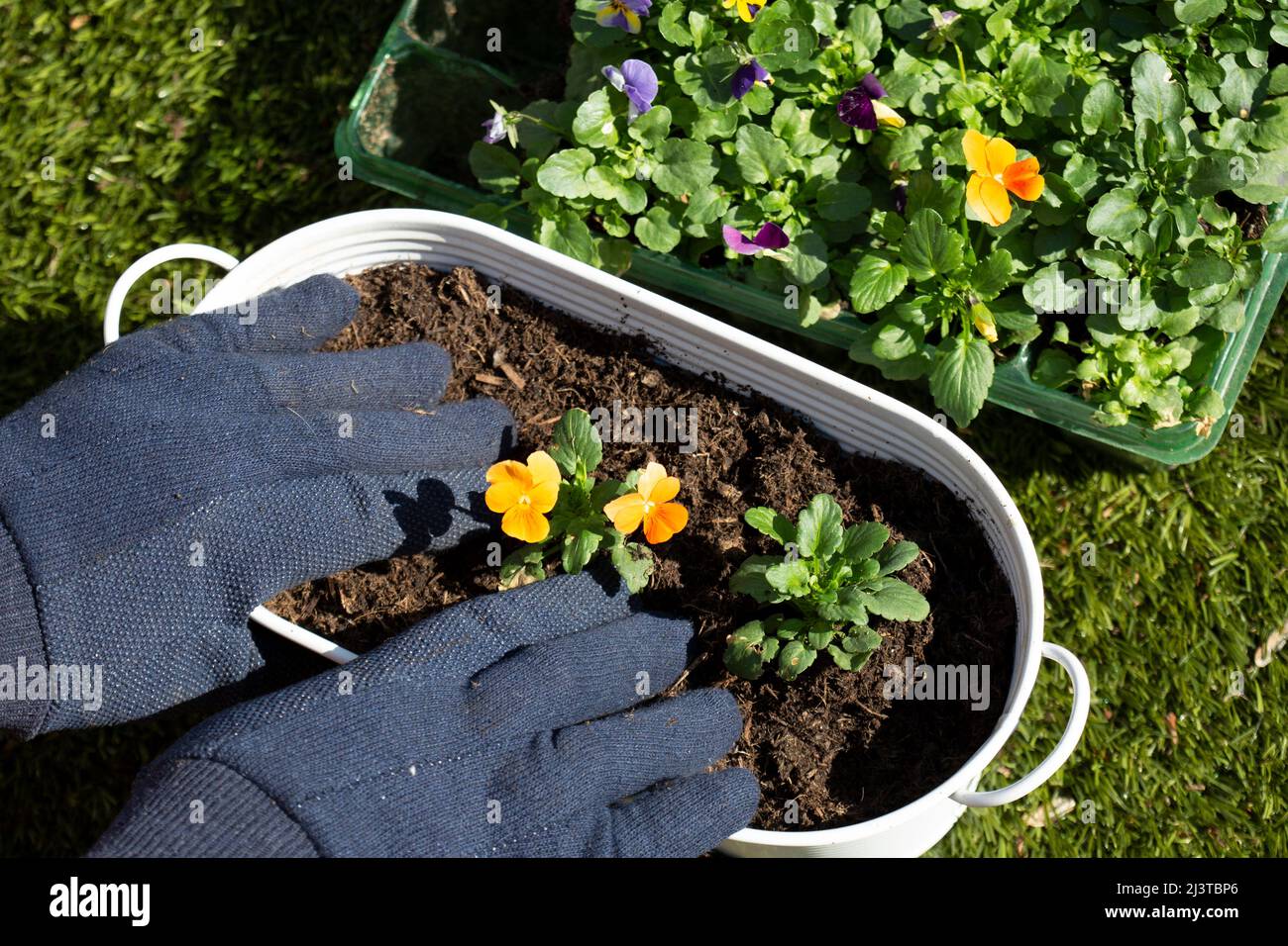 Person planting viola bedding plants in a metal container. Planting ...