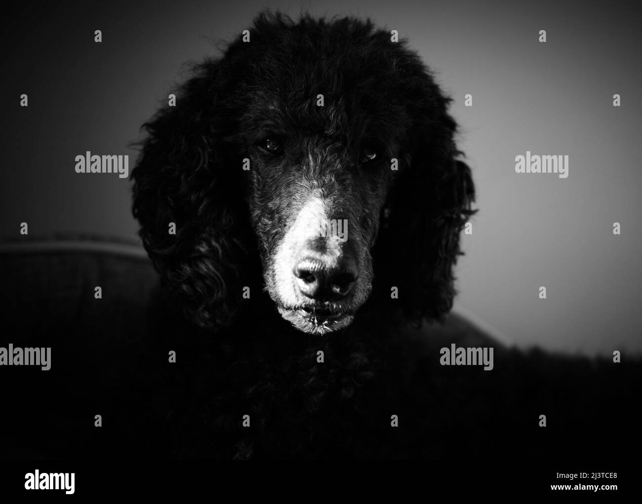 Boo the dog Black and White Stock Photos & Images - Alamy