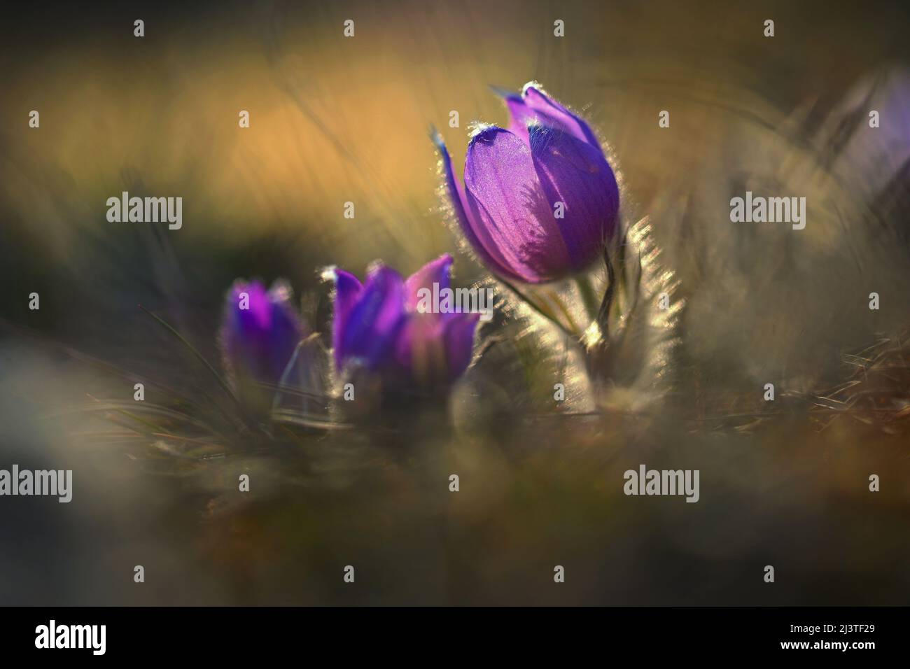 Spring time. Beautiful purple blooming flower in a meadow with sunset ...