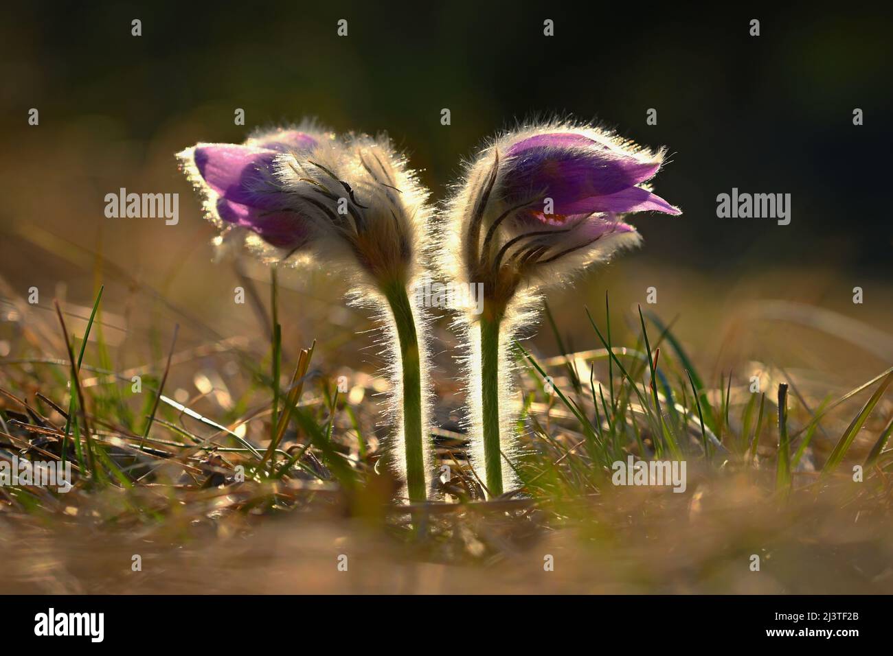 Spring time. Beautiful purple blooming flower in a meadow with sunset ...