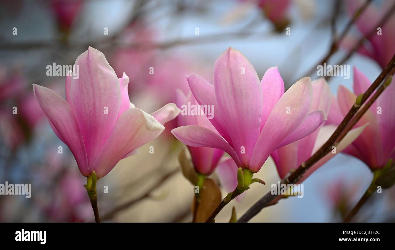 Spring background. Beautiful flowering white-pink tree - Magnolia Stock ...