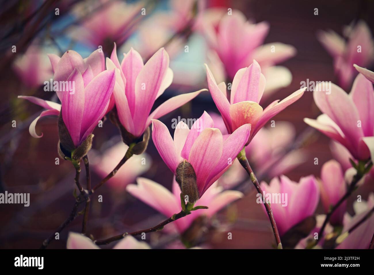 Spring background. Beautiful flowering white-pink tree - Magnolia Stock ...