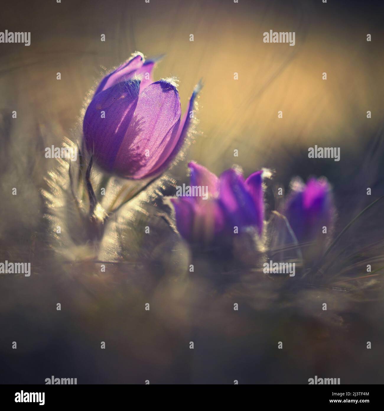 Spring time. Beautiful purple blooming flower in a meadow with sunset ...