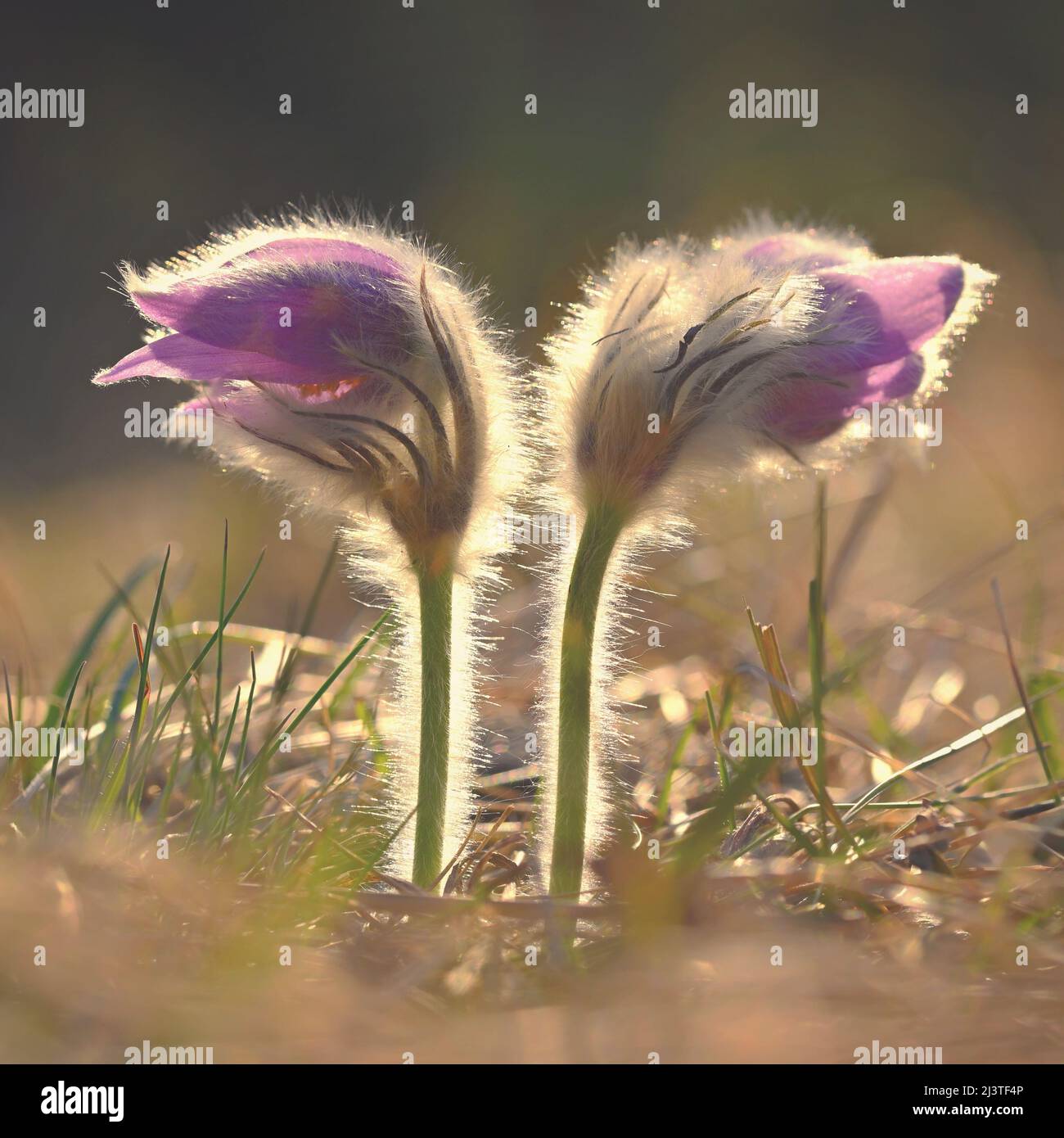 Spring time. Beautiful purple blooming flower in a meadow with sunset ...