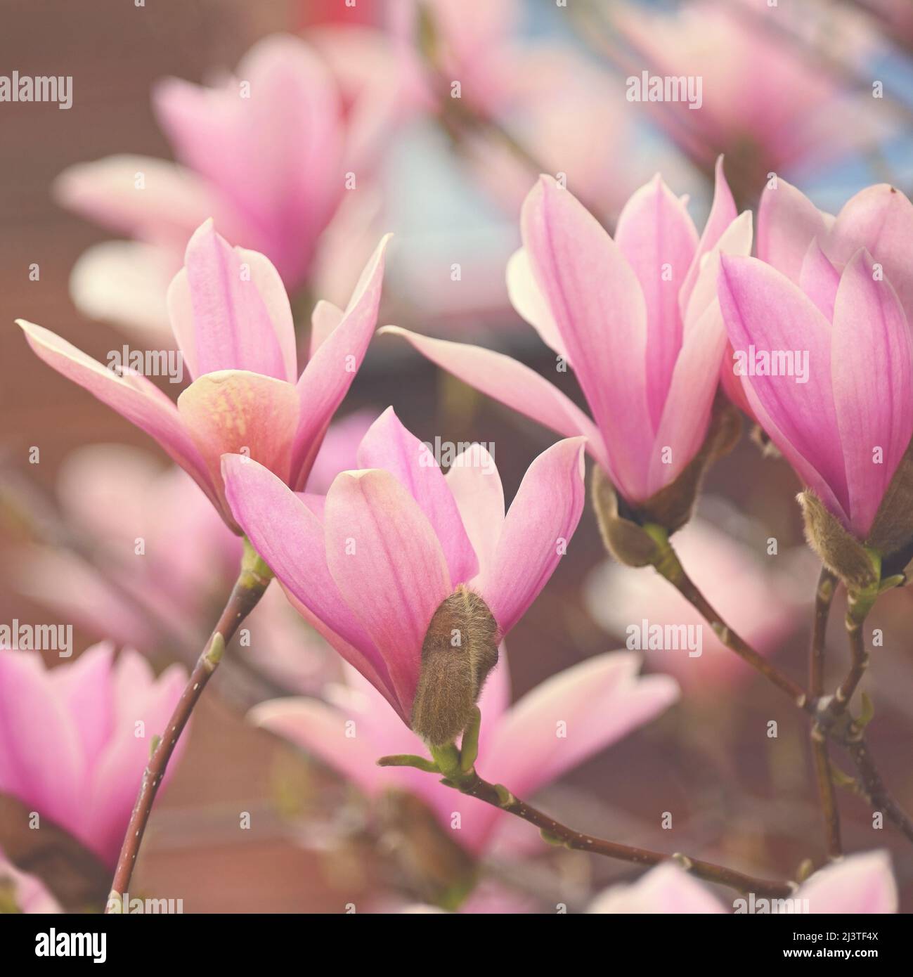 Spring background. Beautiful flowering white-pink tree - Magnolia Stock ...