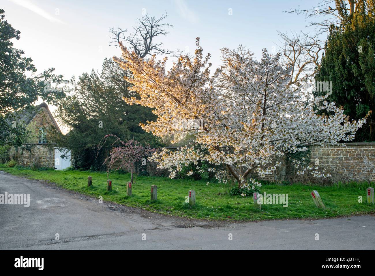 Prunus. Cherry tree at sunrise in front of the Old Vicarage in spring ...