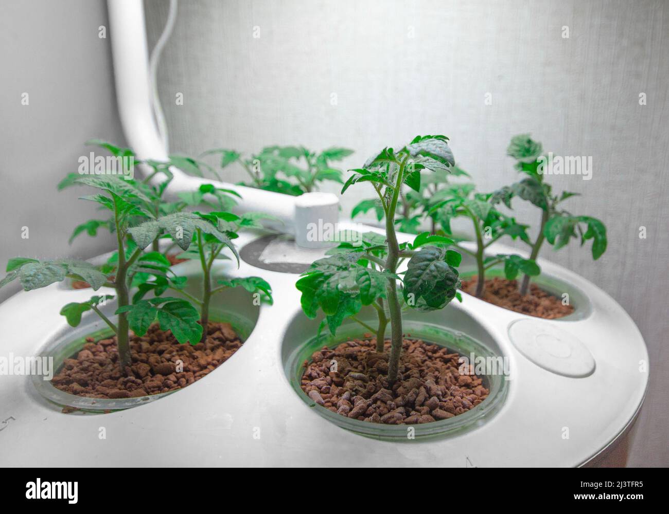 Growing tomatoes indoors. Aeroponic hydroponic installation for growing ... Growing tomatoes indoors. Aeroponic hydroponic installation for growing ...