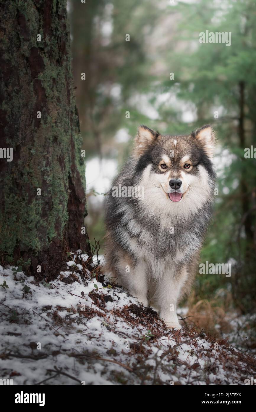 Portrait of a Finnish Lapphund dog sitting outdoors Stock Photo - Alamy