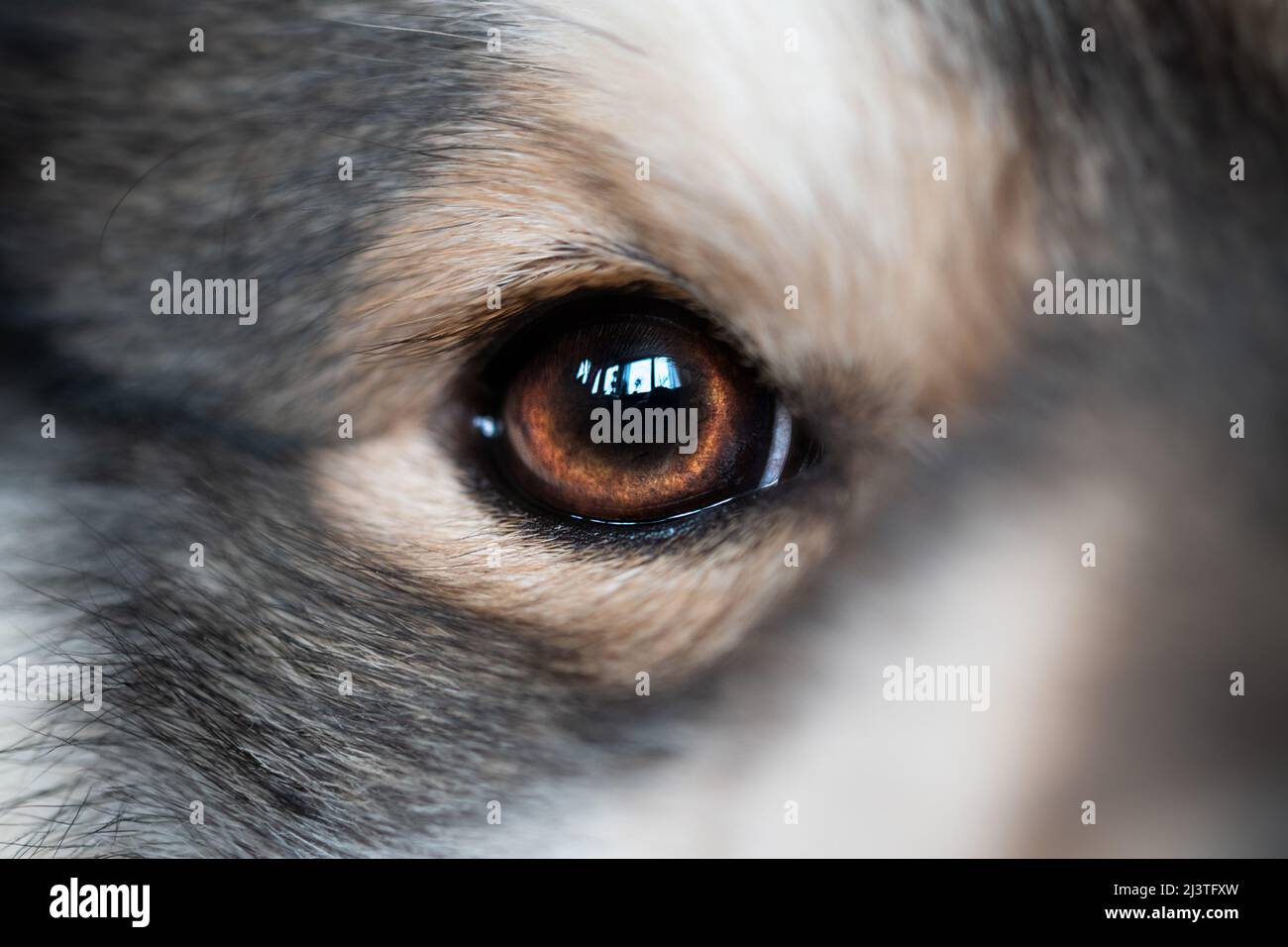 Seeing eye dog hi-res stock photography and images - Alamy
